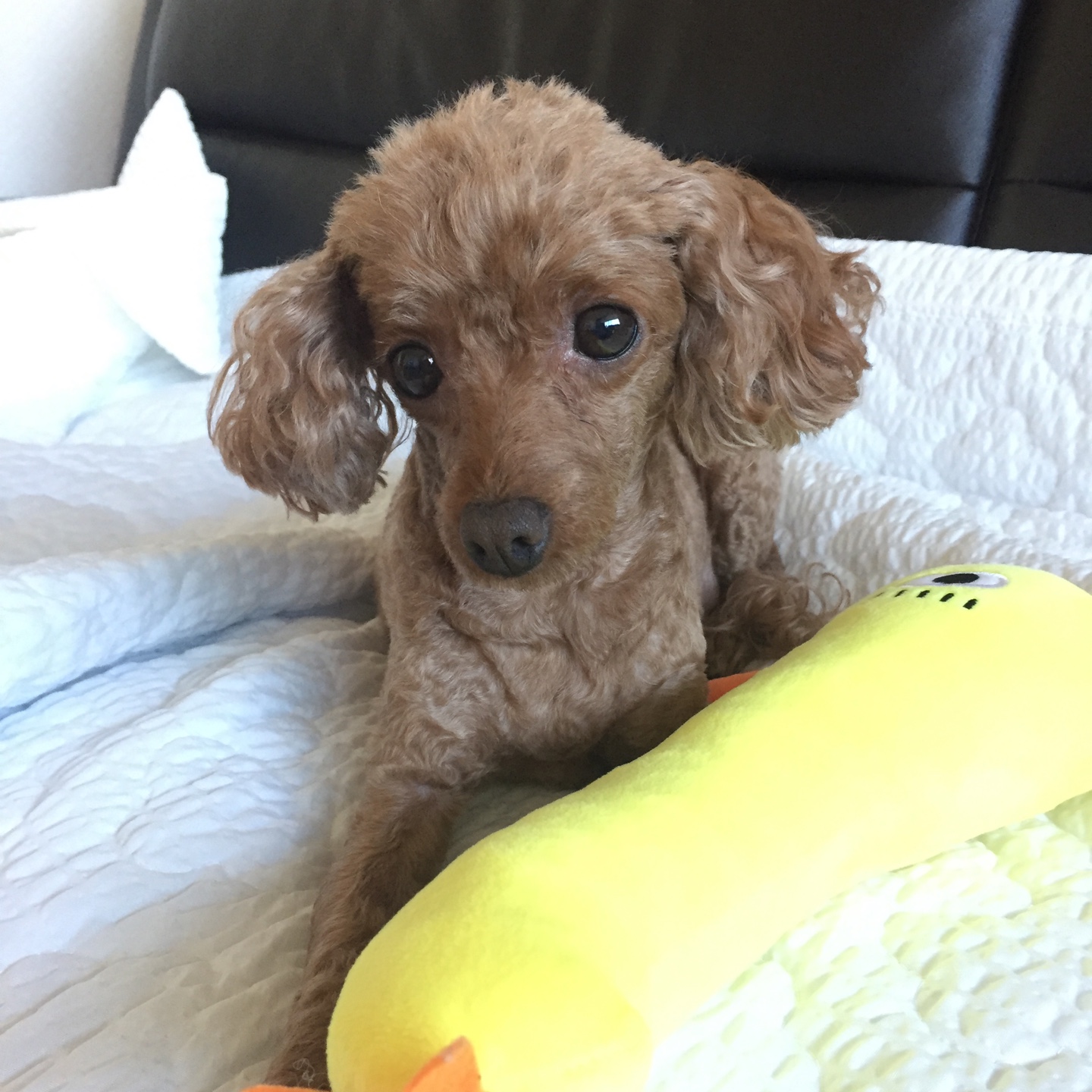 loopy (LOOPY) / 작성글 - velog